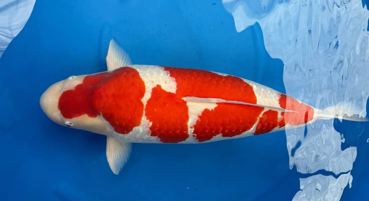 Mempertajam Warna Merah Koi: Rahasia Alami Pakan & Genetik